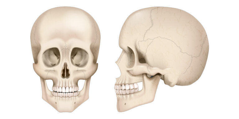 Ossos da face: conheça a estrutura facial
