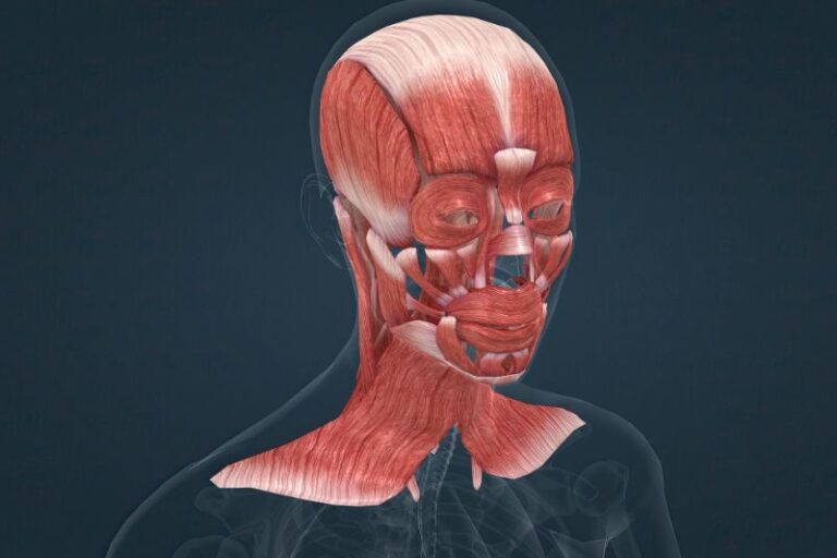 Anatomia dos músculos da face: como o rosto está dividido